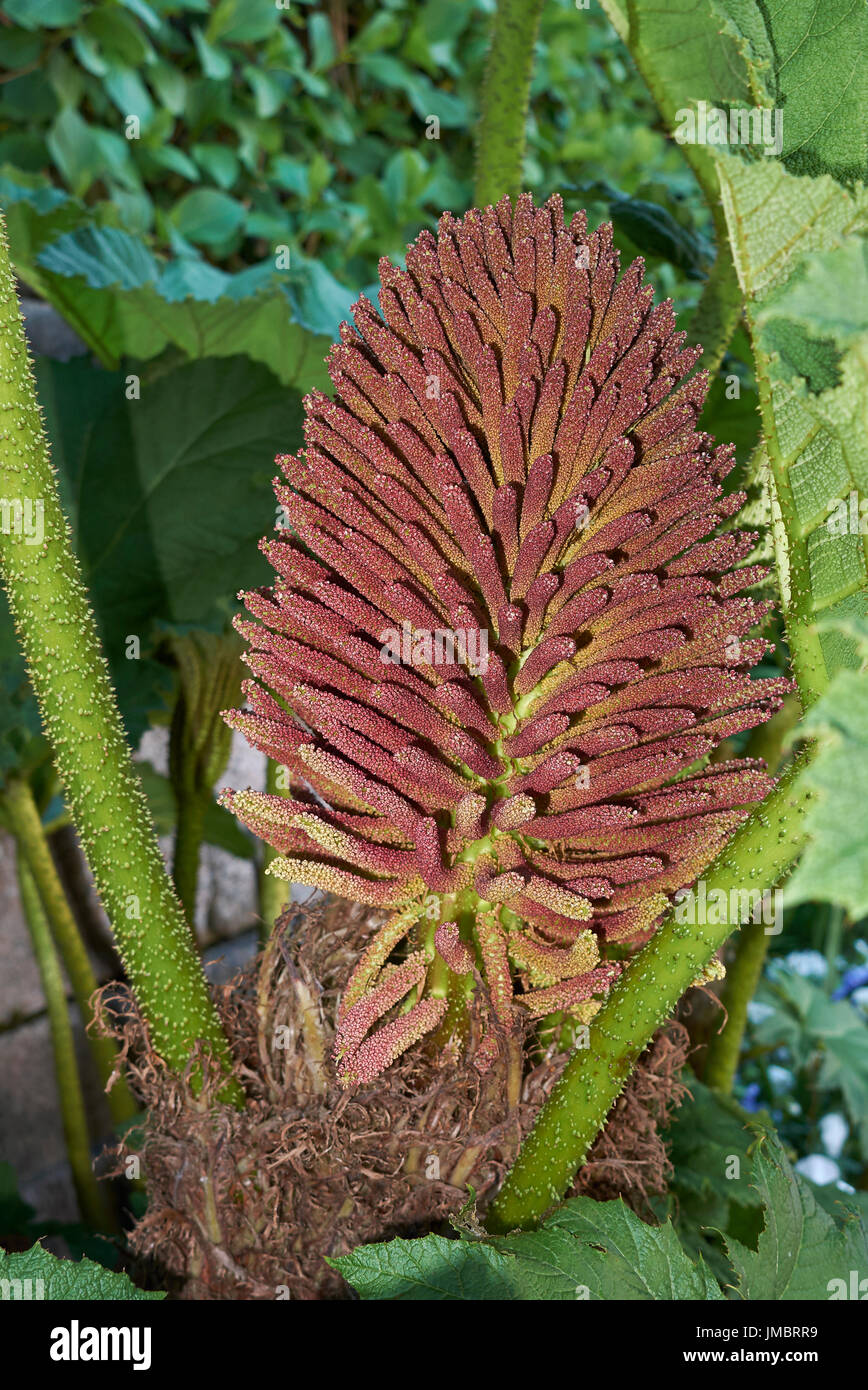 Massive leaves of gunnera hi-res stock photography and images - Alamy