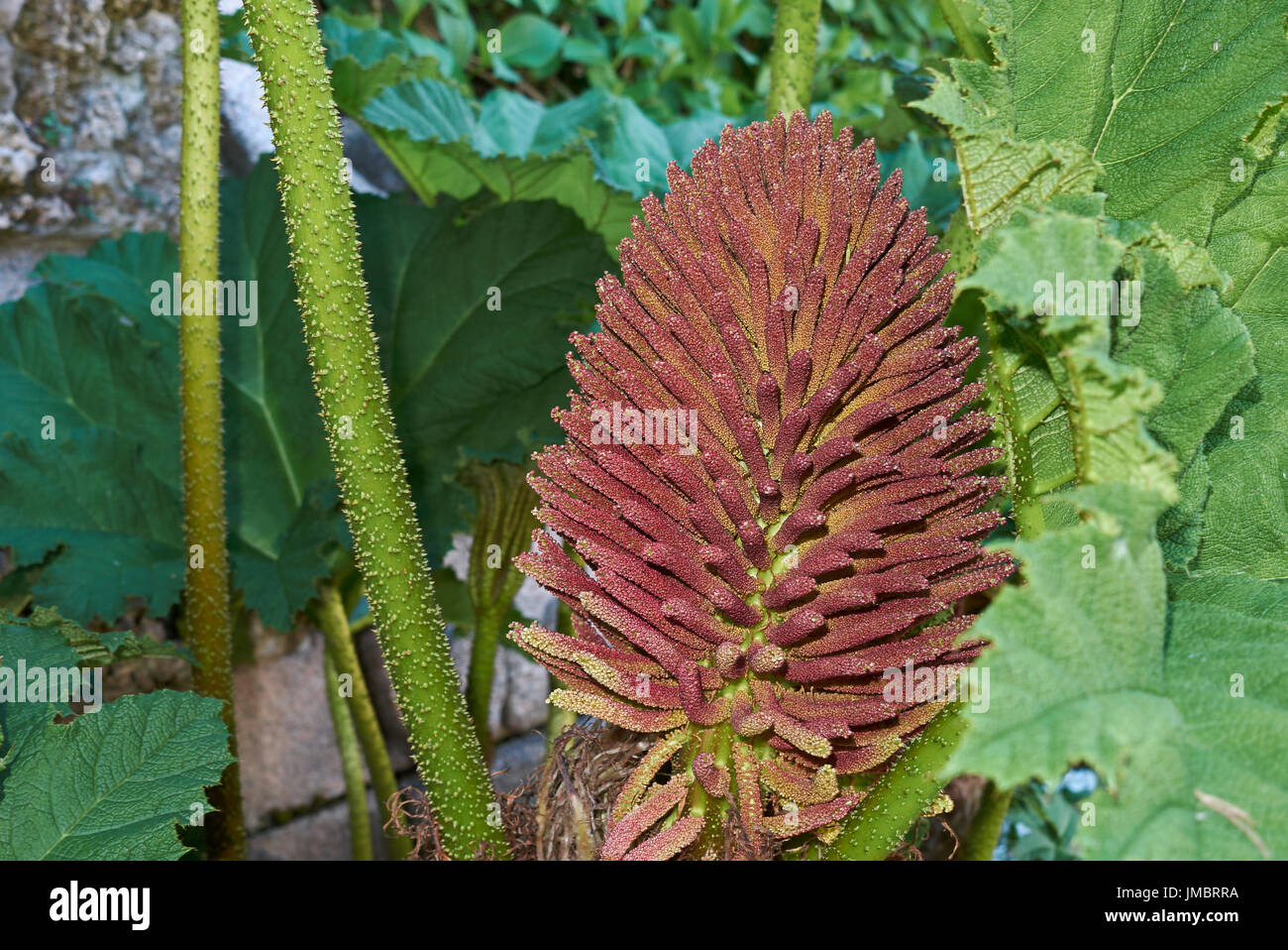 Gunnera leaves and flowers hi-res stock photography and images - Alamy