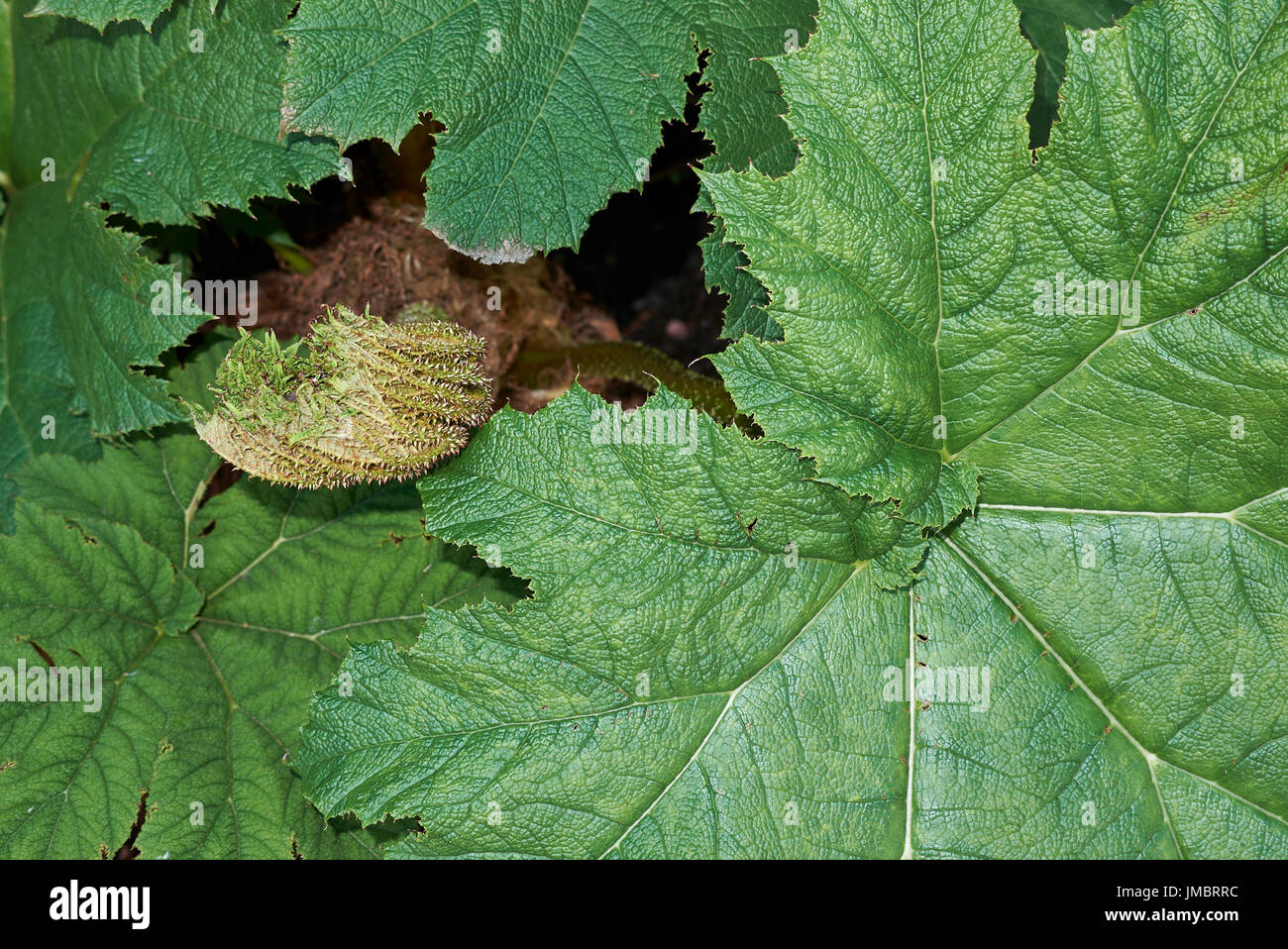 Gunnera manicata spring bloom hi-res stock photography and images - Alamy