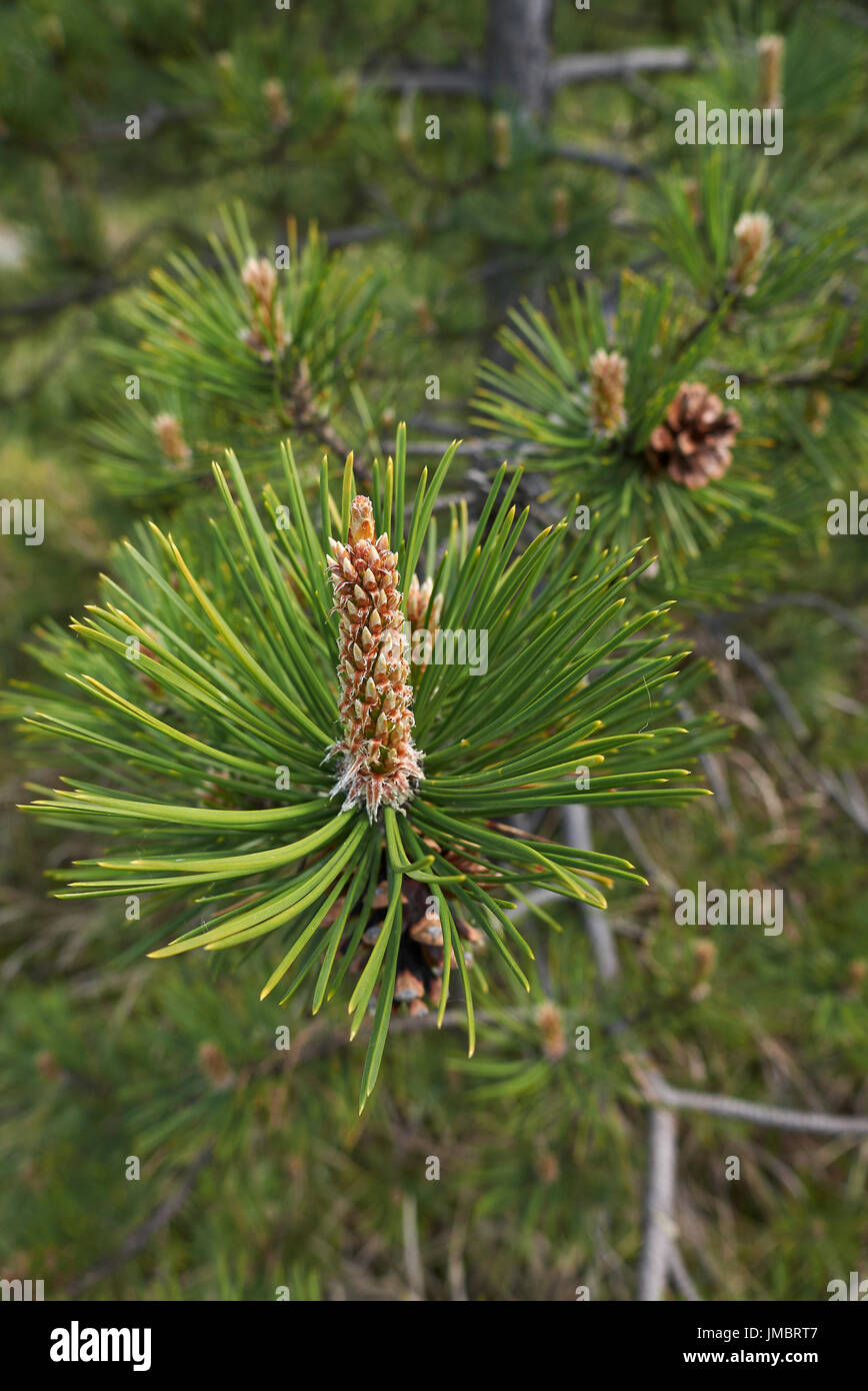 Austrian pine tree hi-res stock photography and images - Alamy