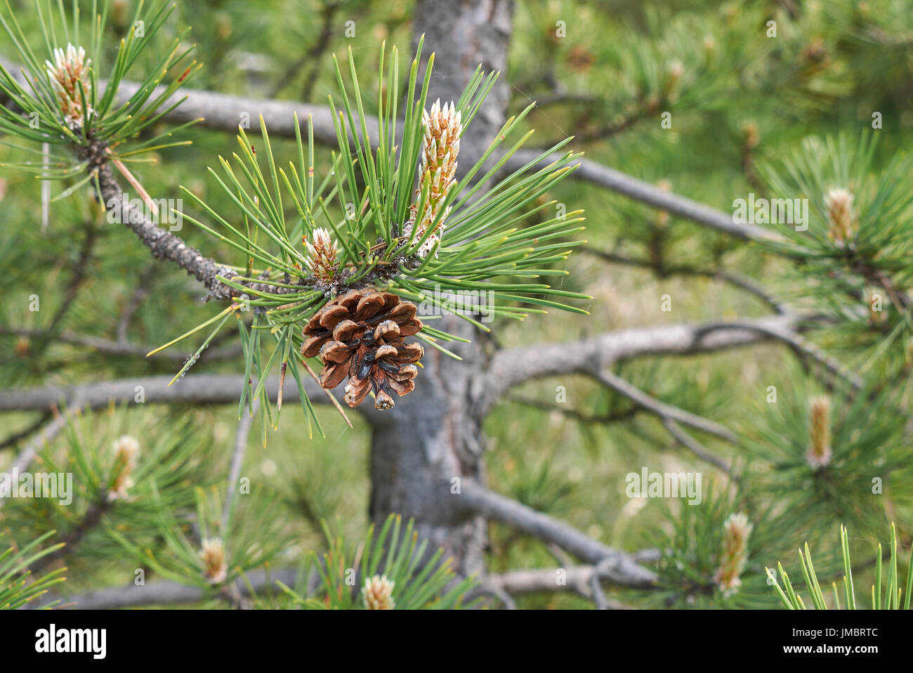 Austrian pine tree hi-res stock photography and images - Alamy