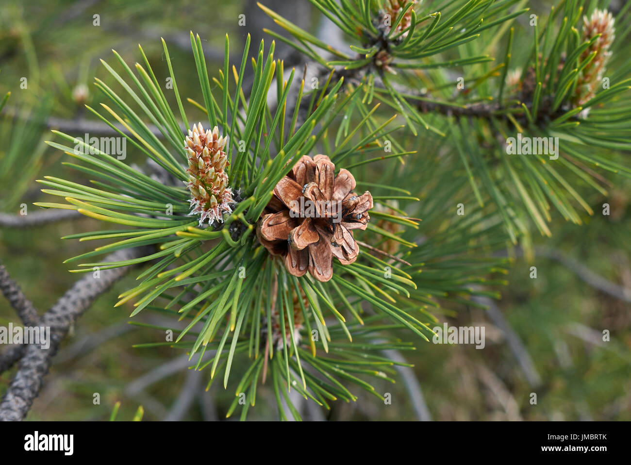 Pinus nigra tree hi-res stock photography and images - Alamy
