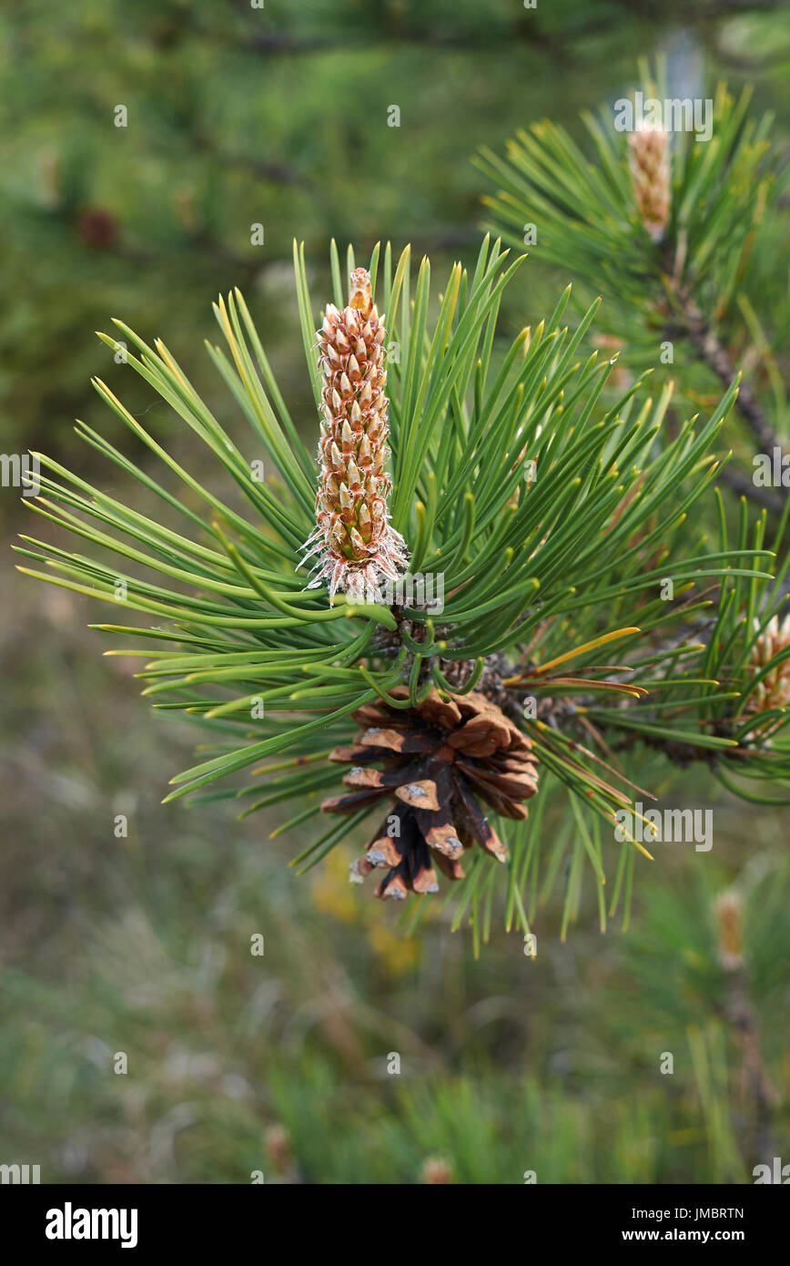 Pinus nigra summer hi-res stock photography and images - Alamy