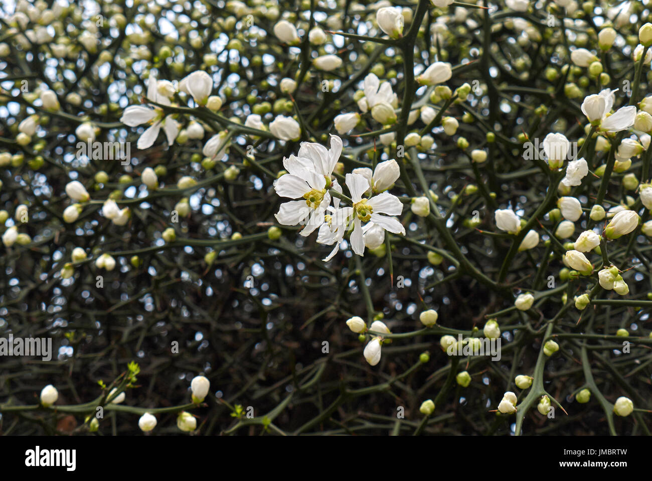 Poncirus trifoliata leaves hi-res stock photography and images - Alamy