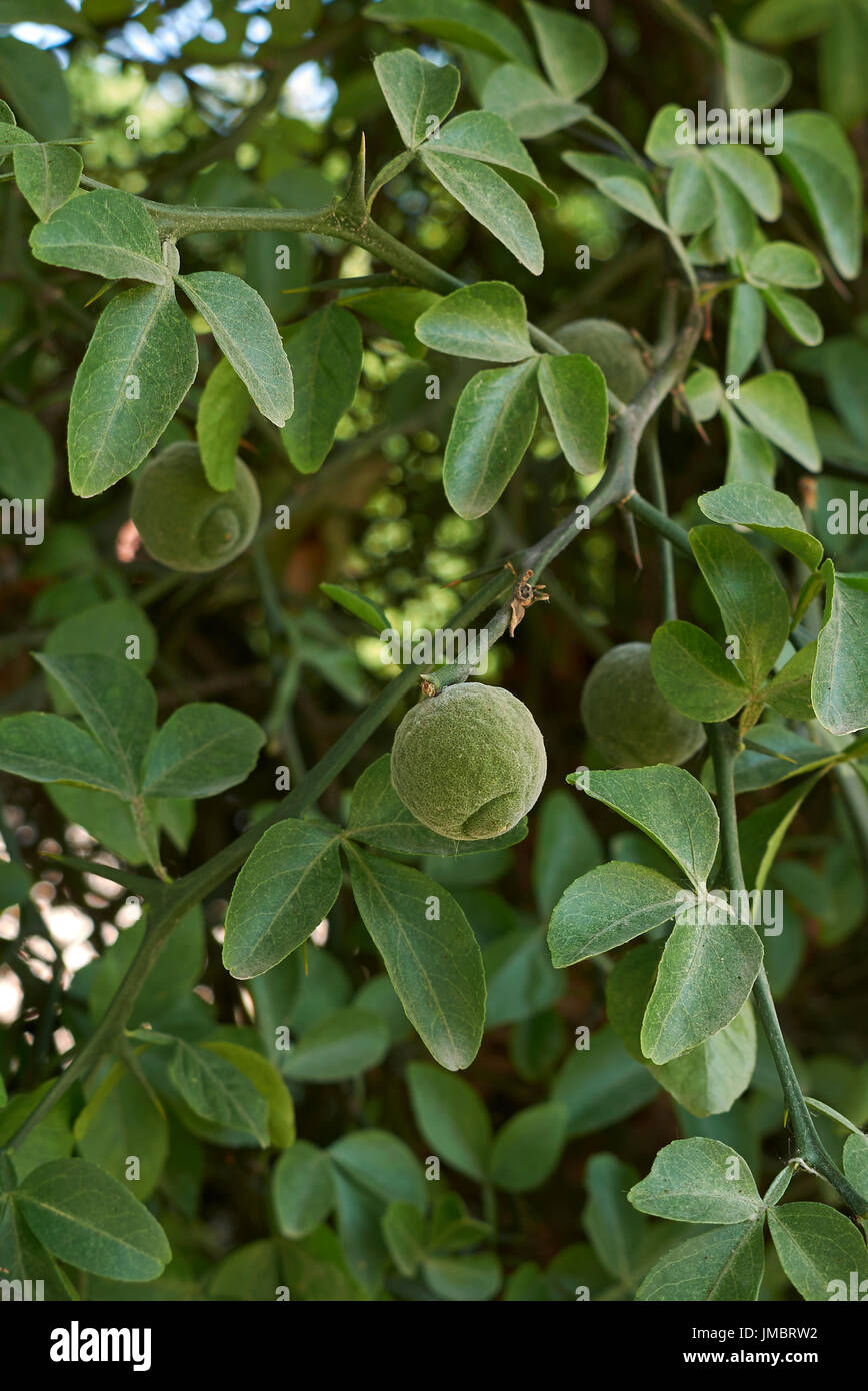 Poncirus trifoliata leaves hi-res stock photography and images - Alamy