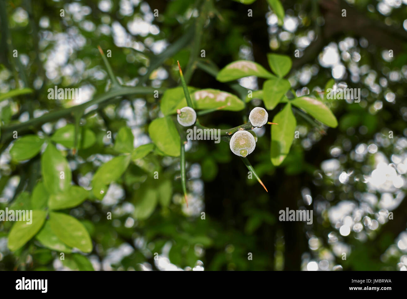 Poncirus trifoliata leaves hi-res stock photography and images - Alamy