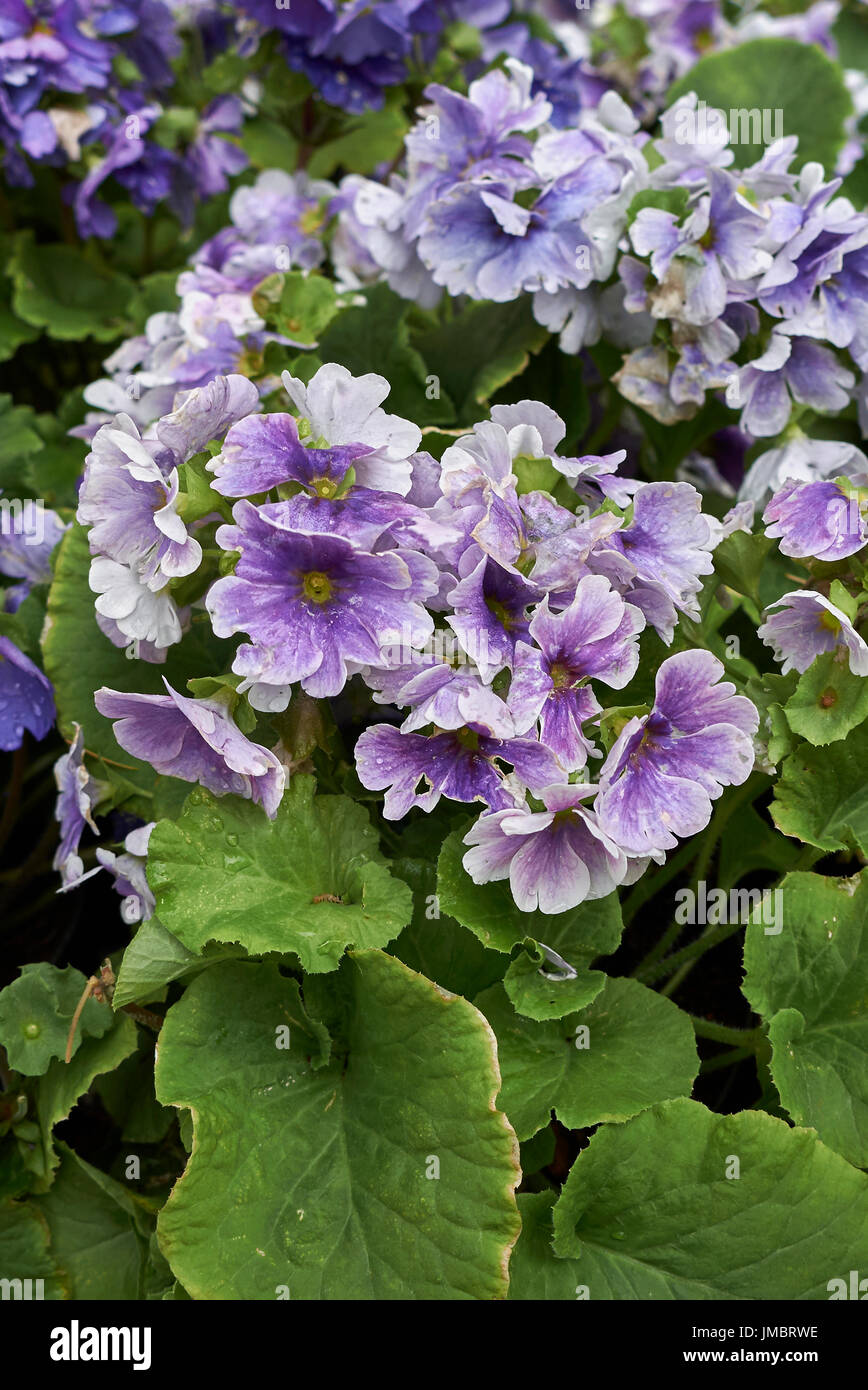 Lavender lilac primula hi-res stock photography and images - Alamy