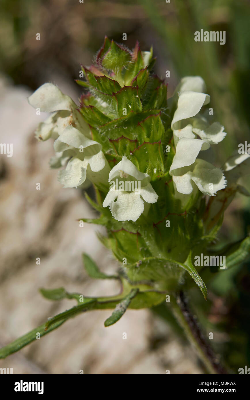 Prunella vulgaris var laciniata hi-res stock photography and images - Alamy