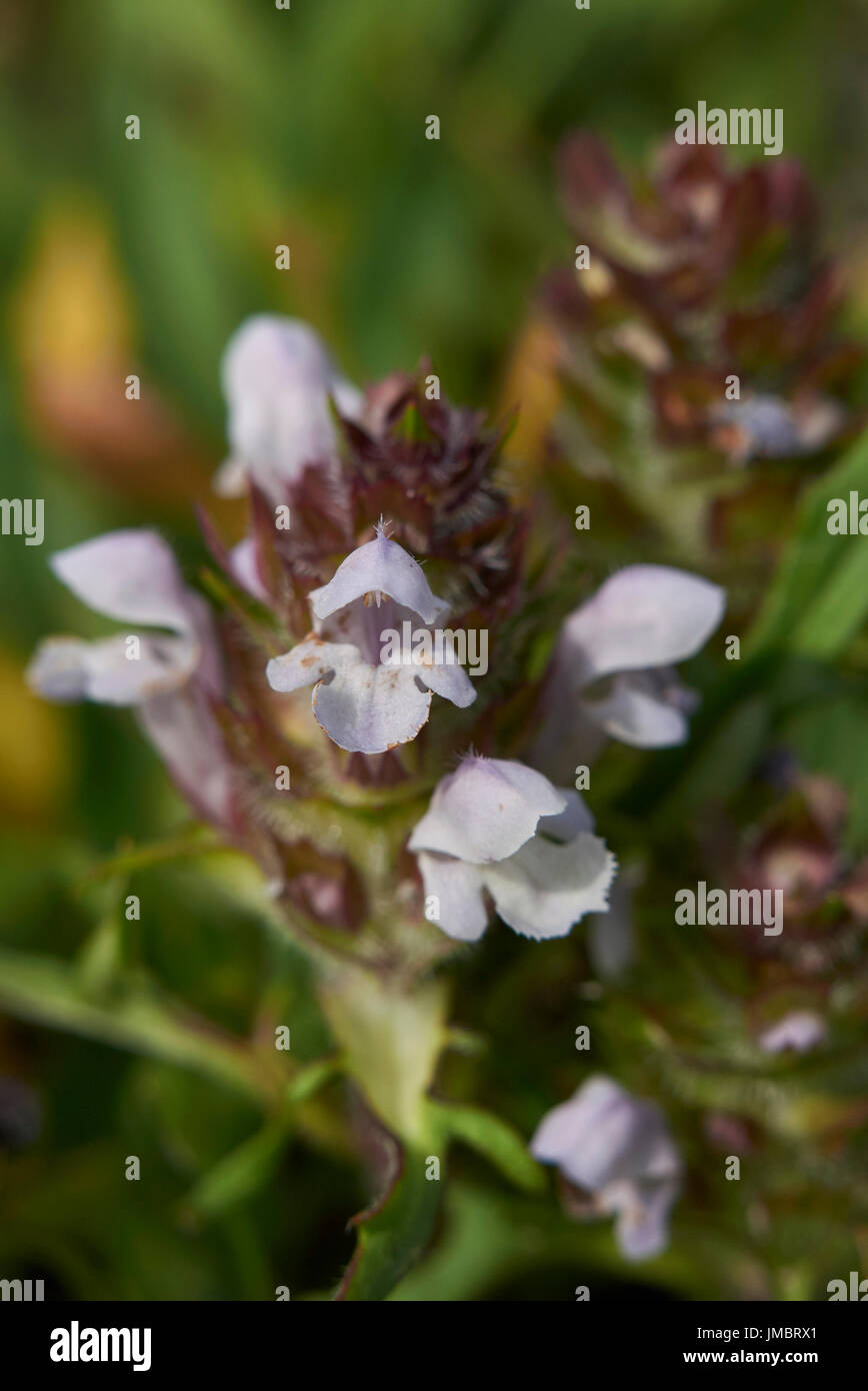 Prunella vulgaris var laciniata hi-res stock photography and images - Alamy
