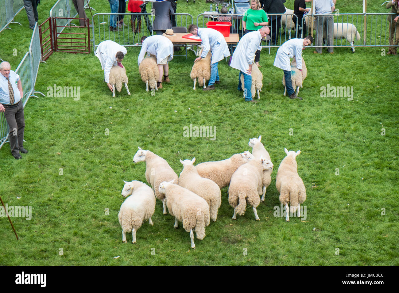 Royal Welsh Agricultural Show,held,annually,at, Royal Welsh Showground ...