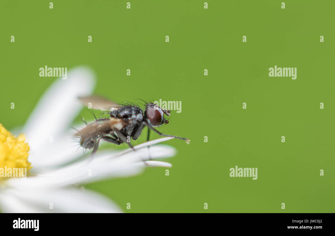 Small fly hi-res stock photography and images - Alamy