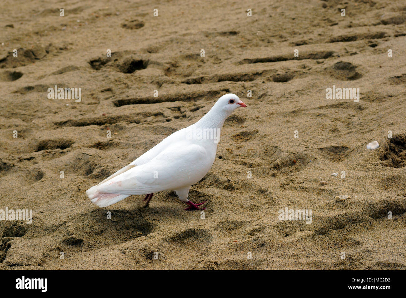 DOVE ON THE BEACH Stock Photo - Alamy