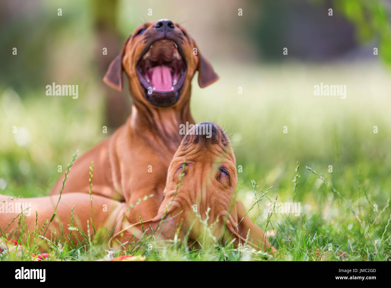 cute rhodesian ridgeback puppies playing on the meadow Stock Photo - Alamy
