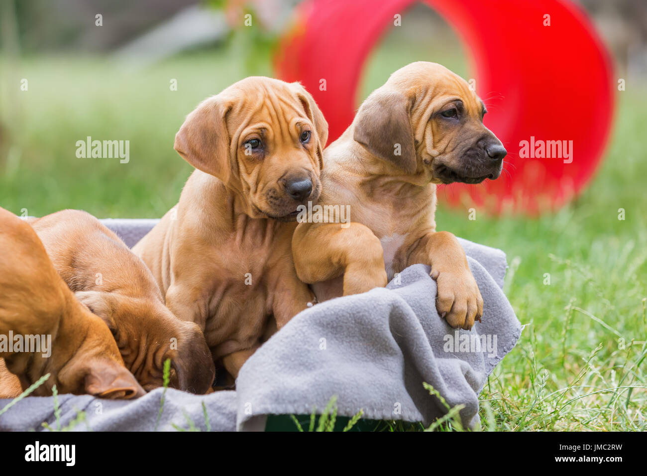 portrait of cute rhodesian ridgeback puppies who are sitting in a ...