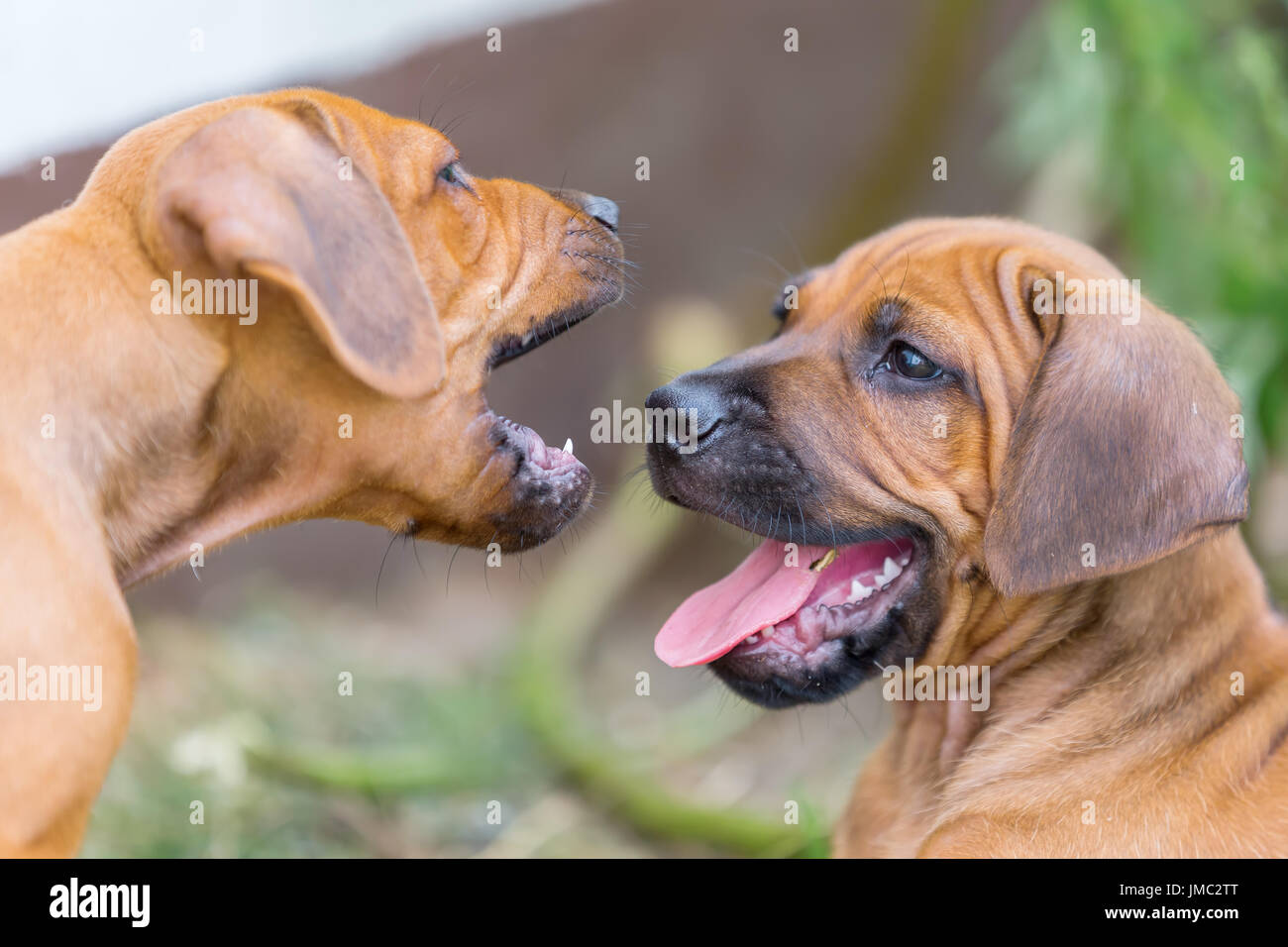 picture of two rhodesian ridgeback puppies who are playing outdoors ...