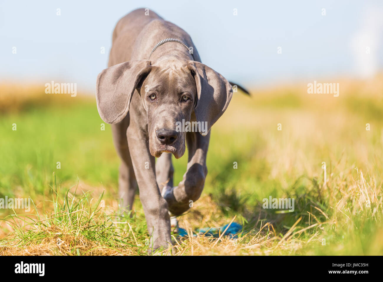 picture of a cute great dane puppy who is running on a country path ...
