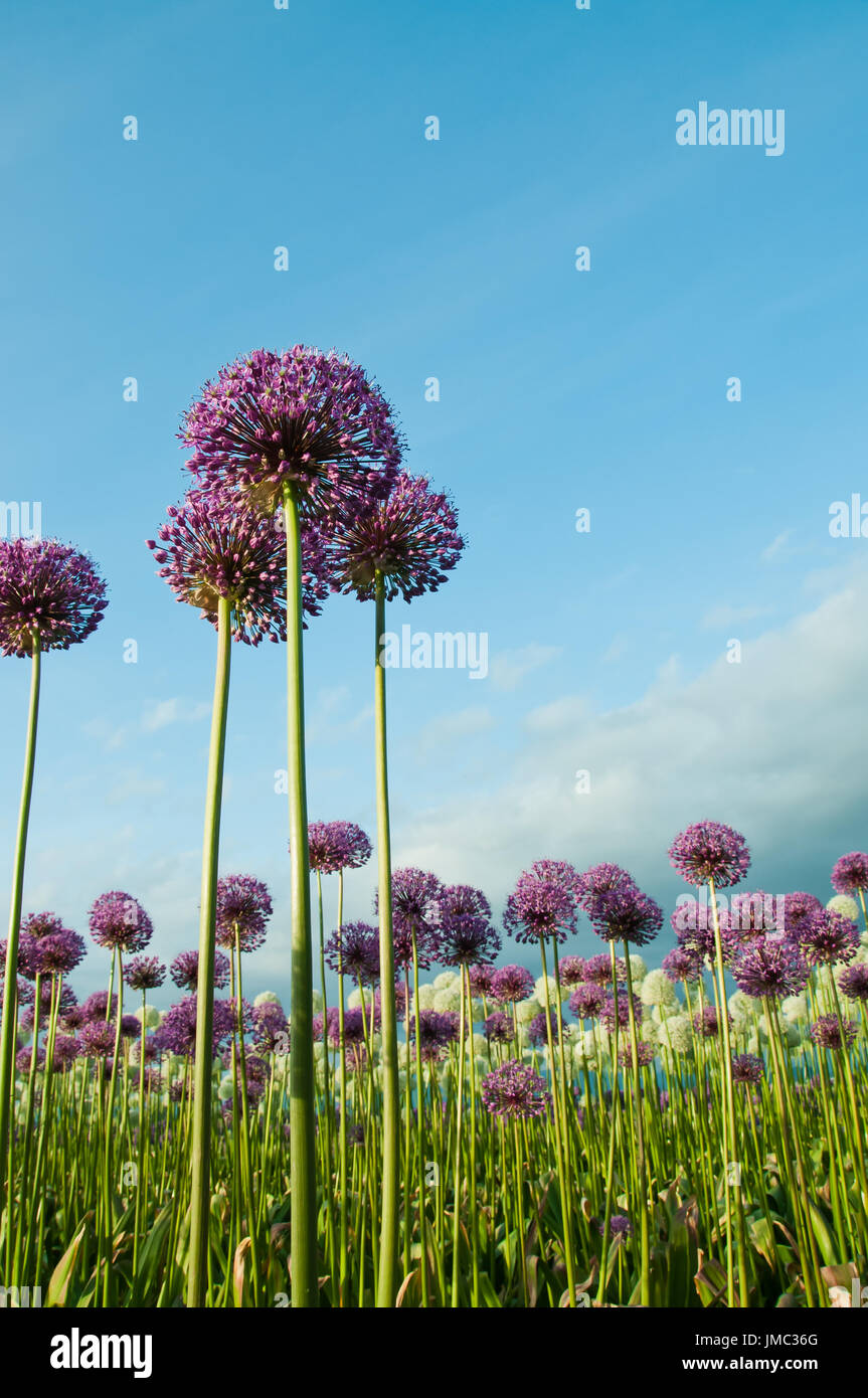Allium Flowers in Field Vertical Stock Photo - Alamy