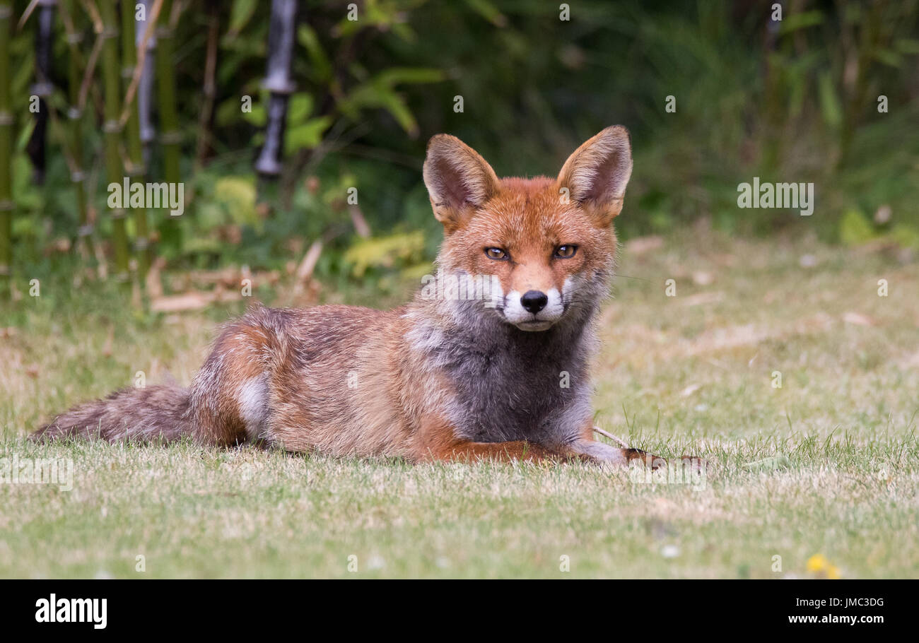 Fox laying down Stock Photo - Alamy