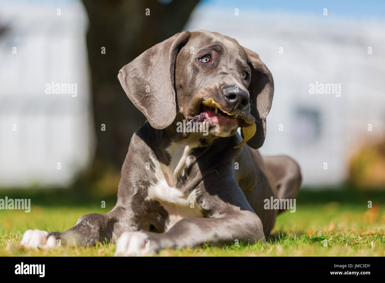 Weimaraner Great Dane Mix Puppies