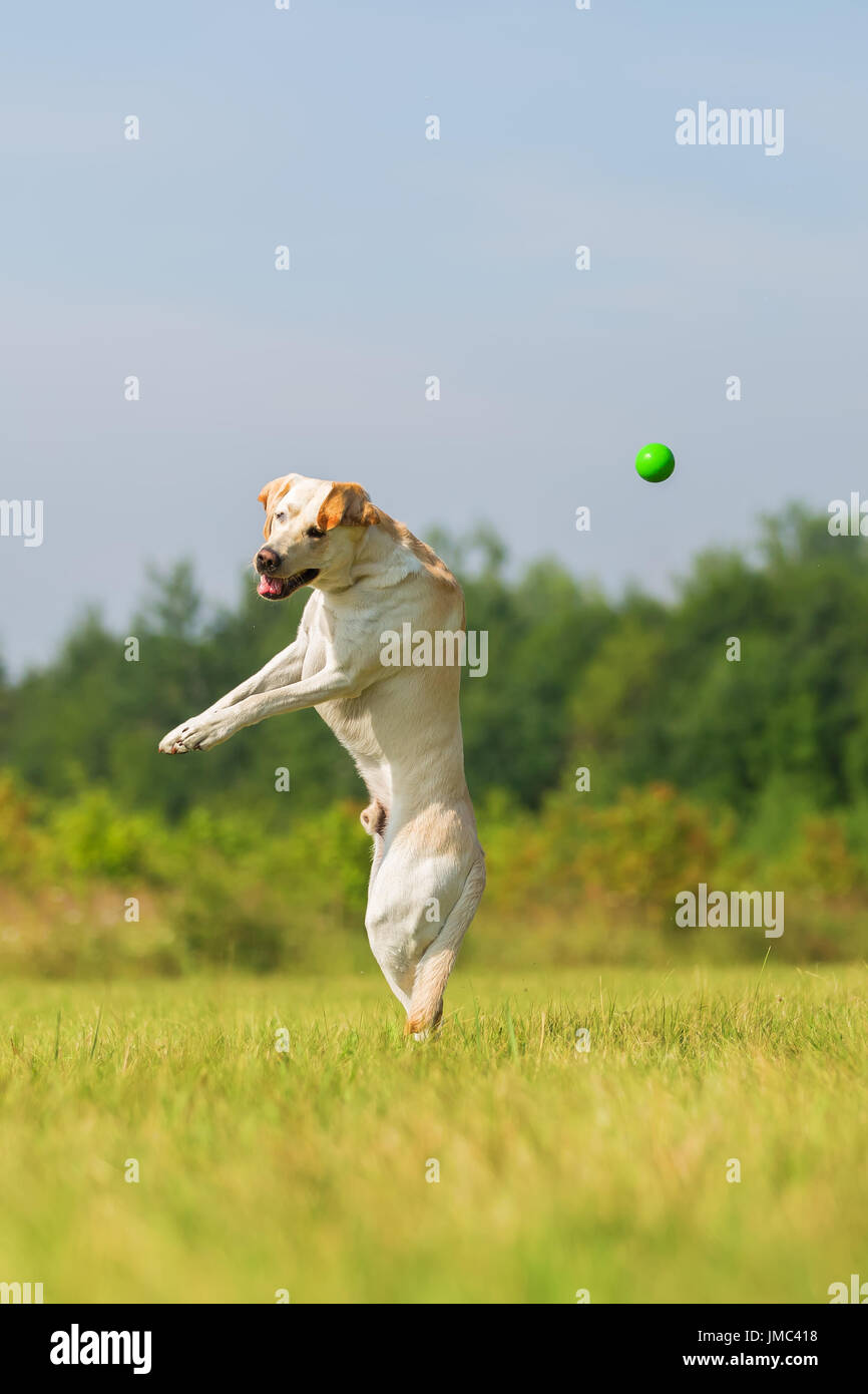 picture of a labrador retriever who is jumping for a ball Stock Photo ...