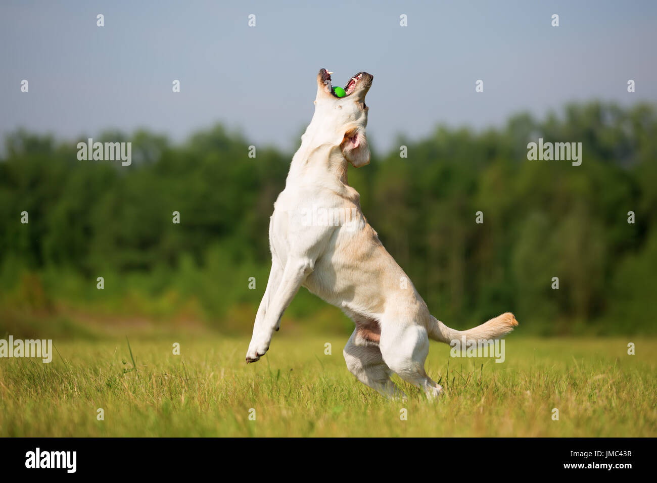picture of a labrador retriever who is jumping for a ball Stock Photo ...