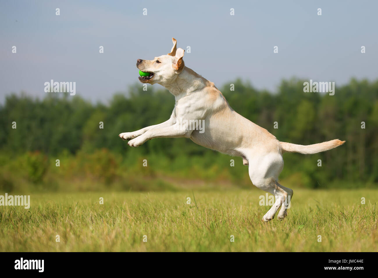 picture of a labrador retriever who is jumping for a ball Stock Photo ...