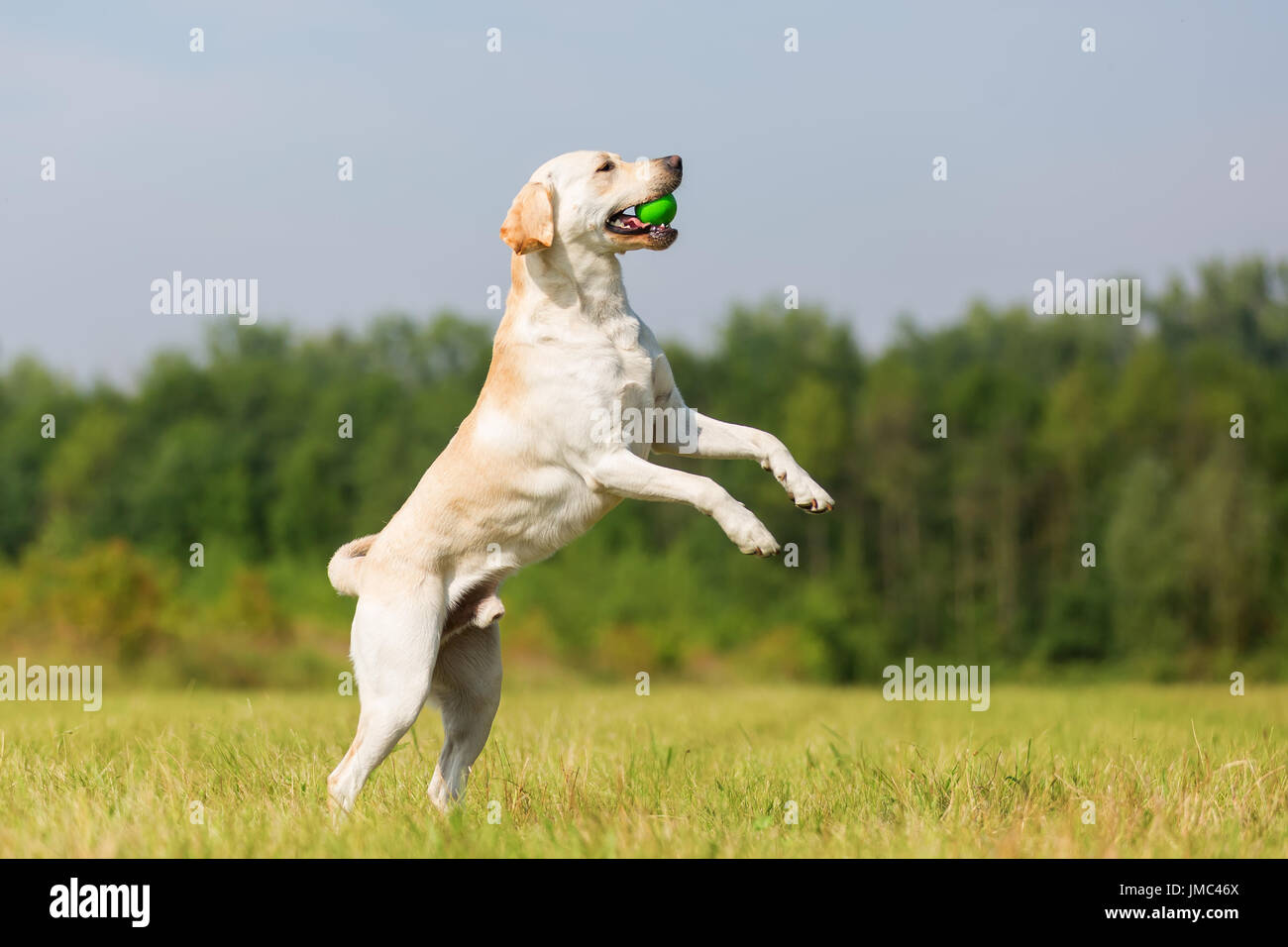 picture of a labrador retriever who is jumping for a ball Stock Photo ...