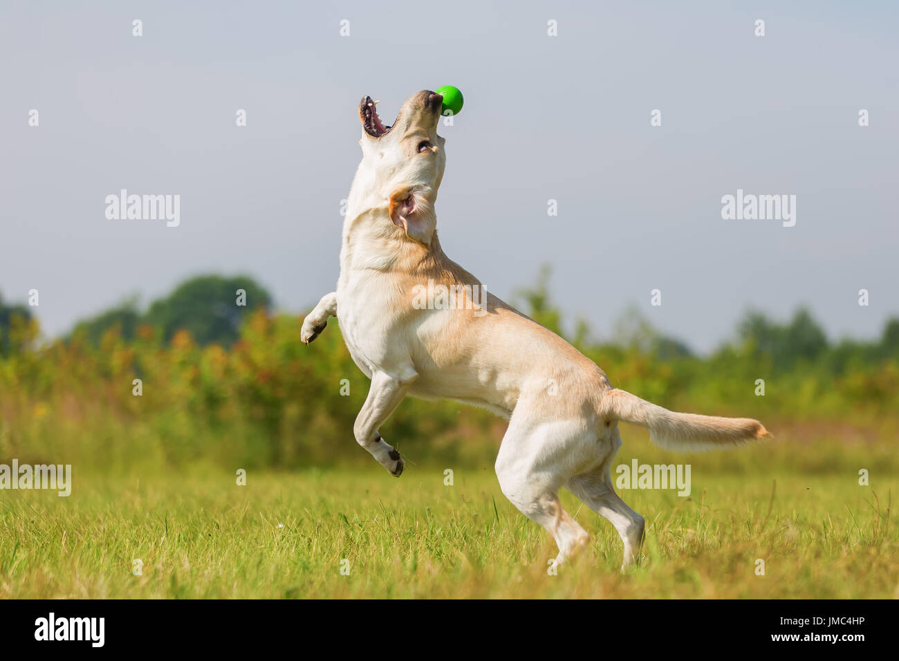 picture of a labrador retriever who is jumping for a ball Stock Photo ...