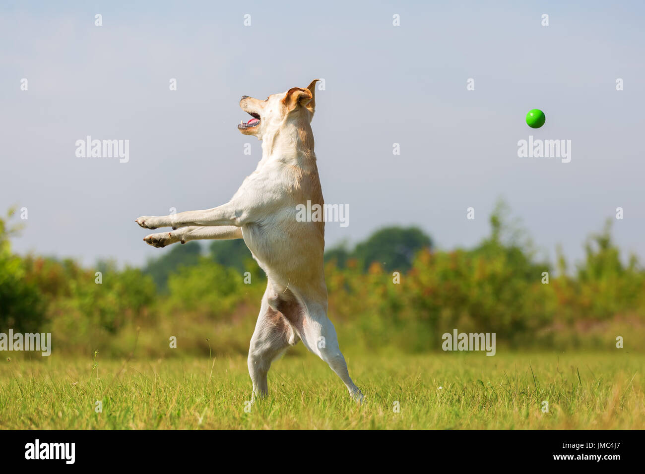 picture of a labrador retriever who is jumping for a ball Stock Photo ...