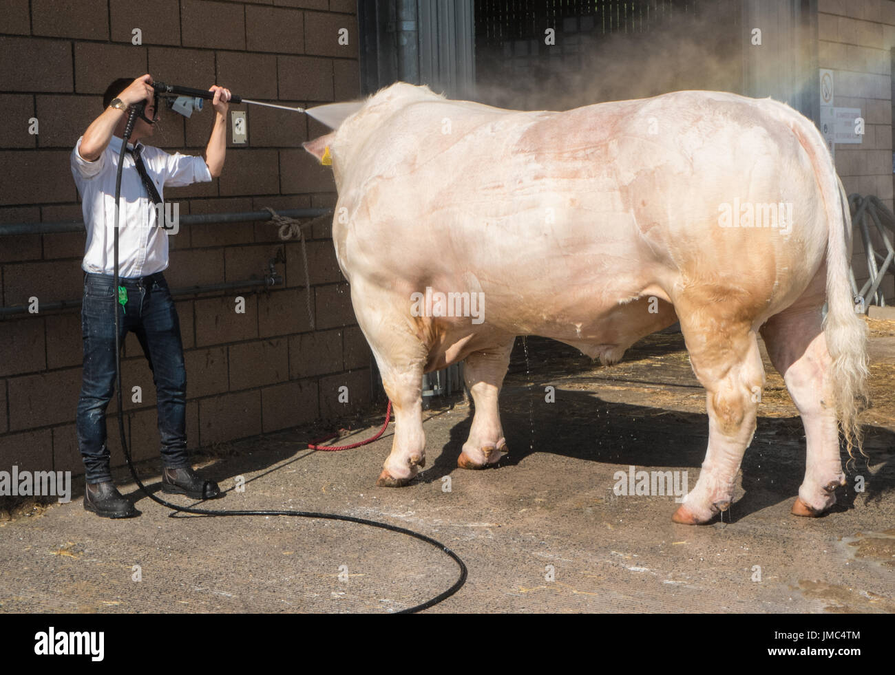 washing,soap,off,after,showing,Royal Welsh Agricultural Show,held ...