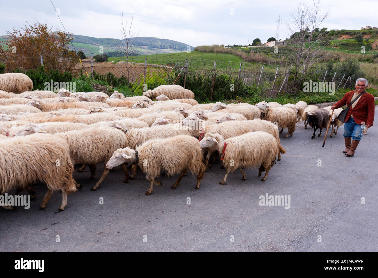 Smiling shepherd with his sheep and dog in a Sicilian road. Sicily ...
