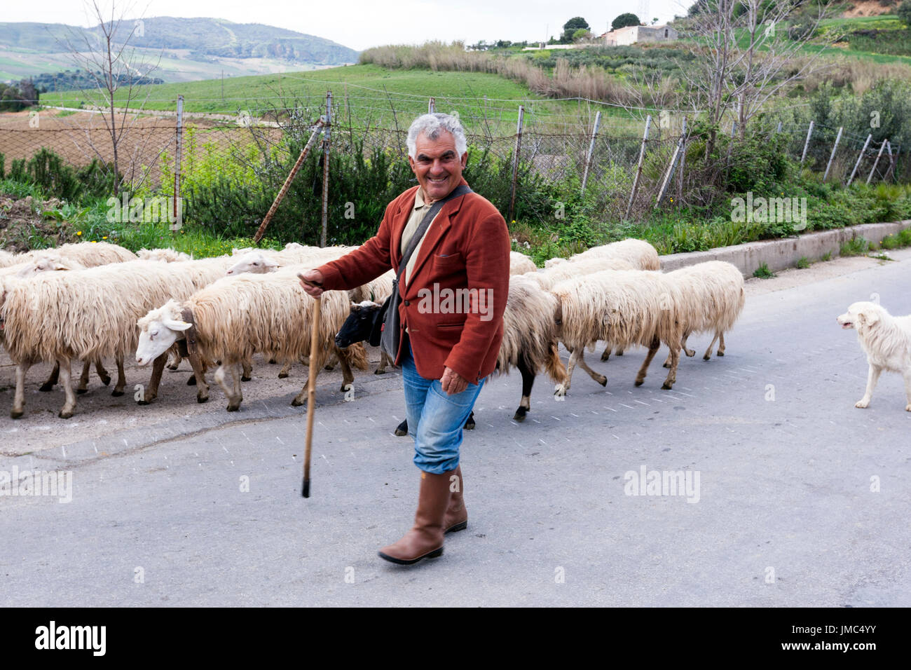 Smiling shepherd with his sheep and dog in a Sicilian road. Sicily ...