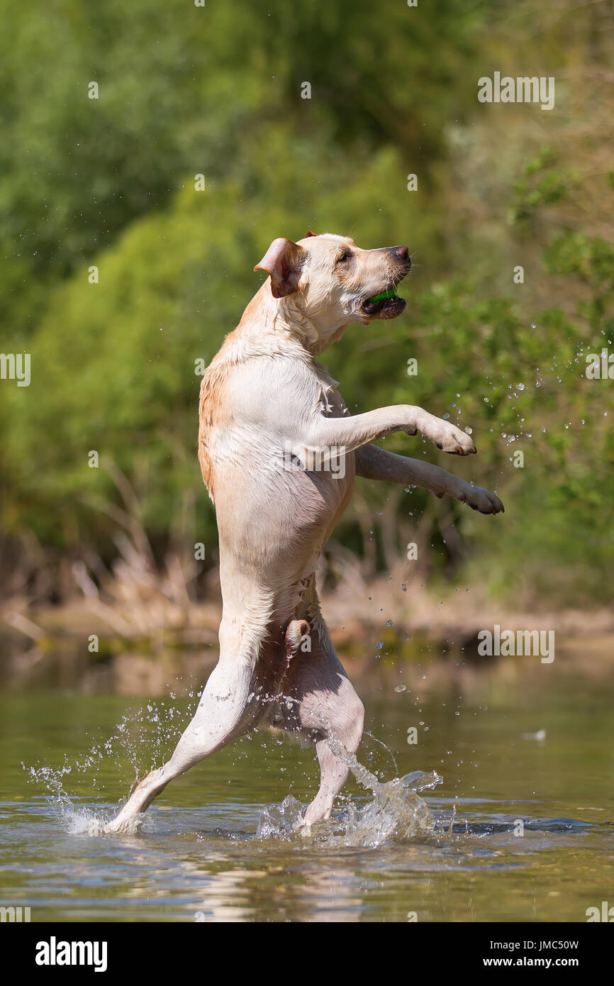 Labrador retriever jumping water hi-res stock photography and images ...