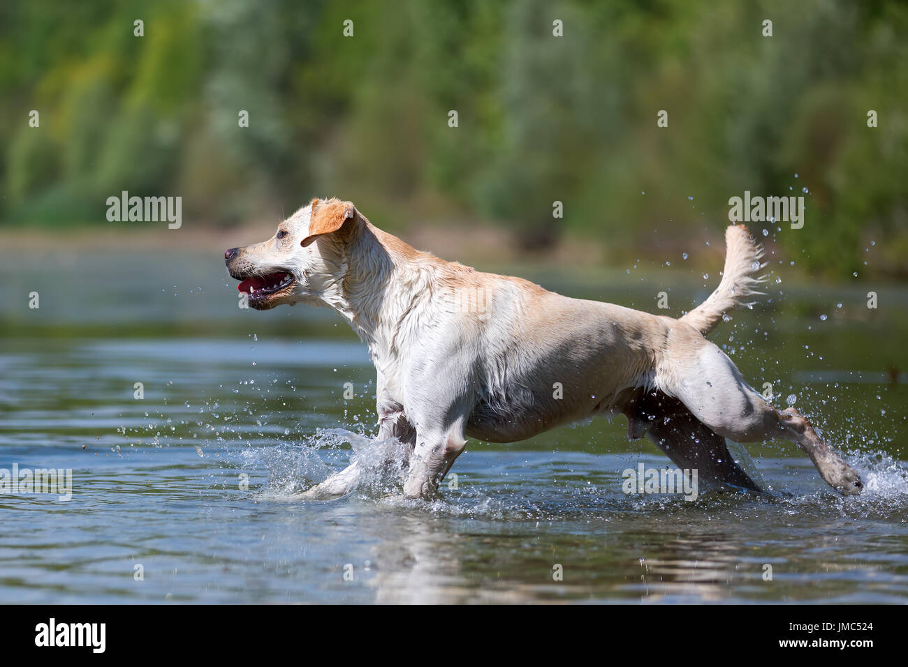 labrador retriever dog is running in a lake Stock Photo - Alamy