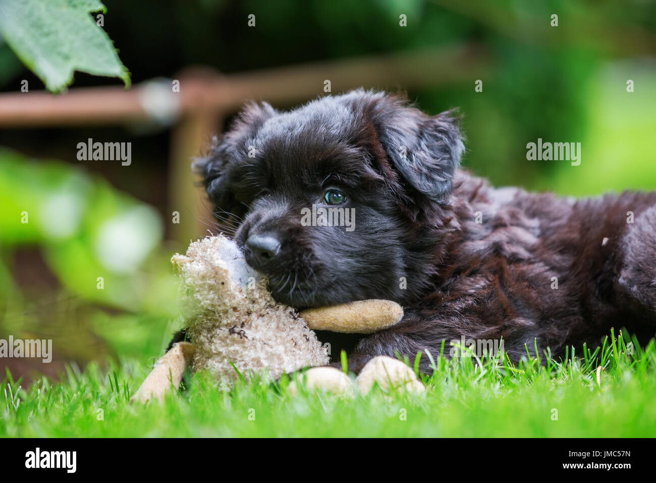 cute old German shepherd puppy plays with a soft toy on the lawn Stock ...