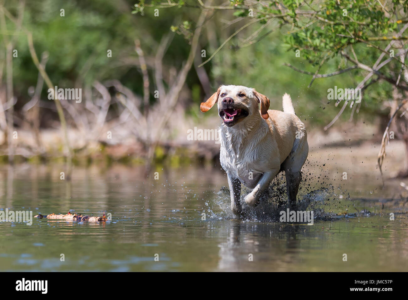 labrador retriever dog is running in a lake Stock Photo - Alamy