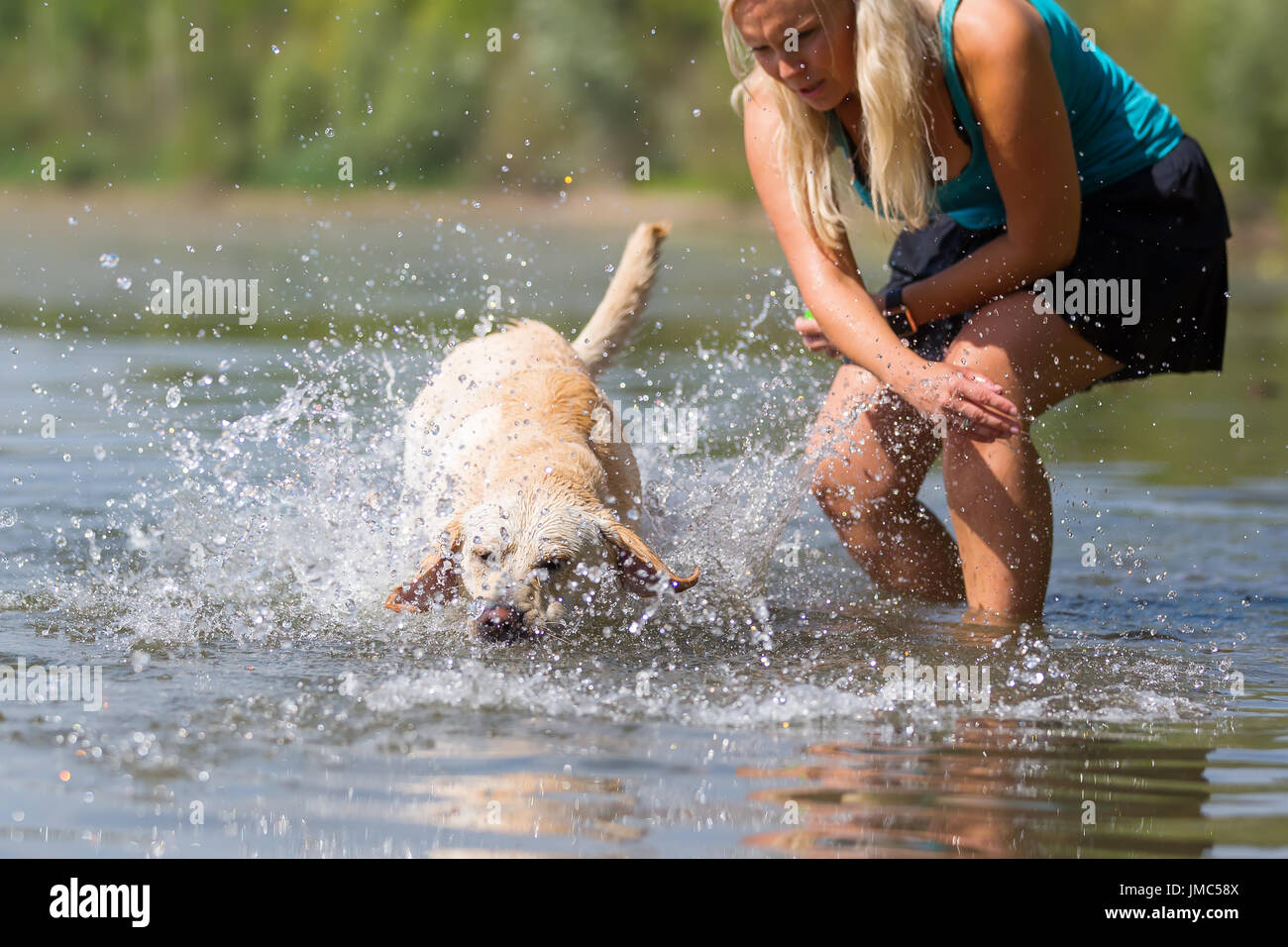 mature woman plays with a labrador retriever in the lake Stock Photo ...
