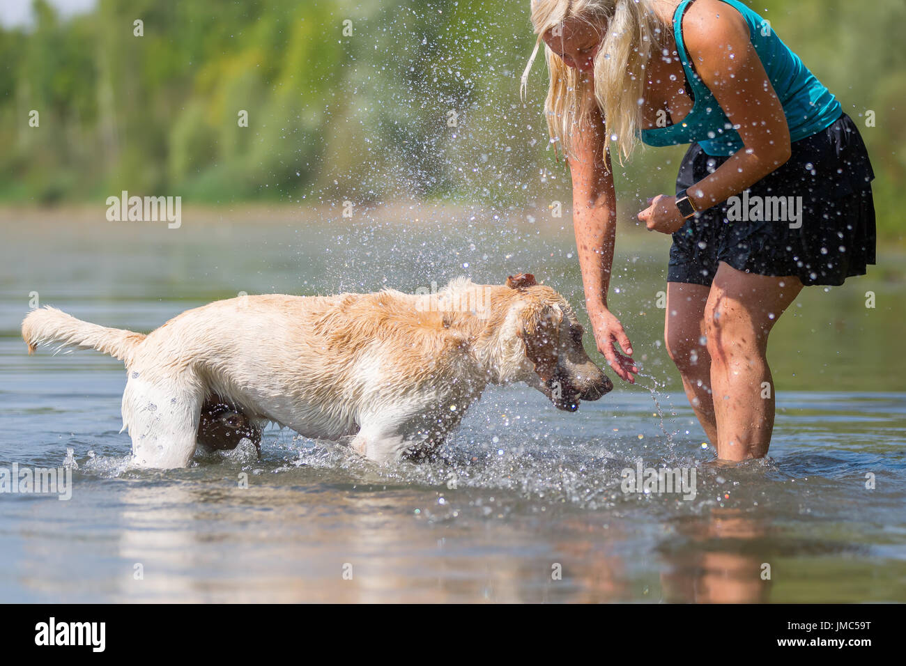 mature woman plays with a labrador retriever in the lake Stock Photo ...