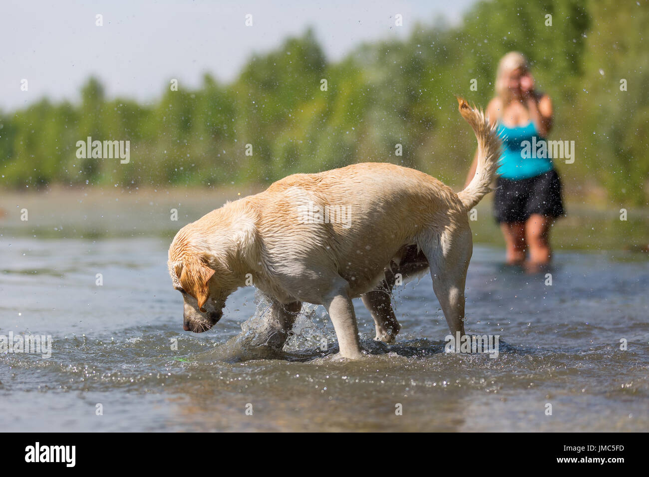 mature woman plays with a labrador retriever in the lake Stock Photo ...