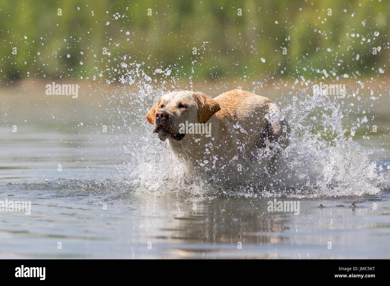 Lake running labrador hi-res stock photography and images - Alamy