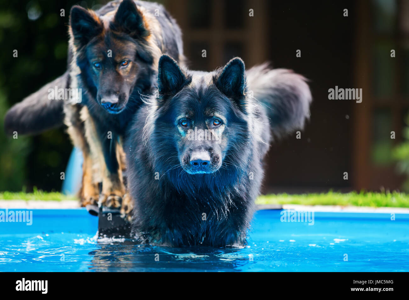 Dogs and swimming pool hi-res stock photography and images - Alamy