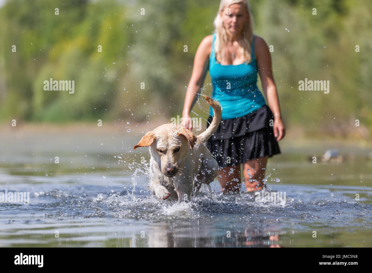 mature woman plays with a labrador retriever in the lake Stock Photo ...