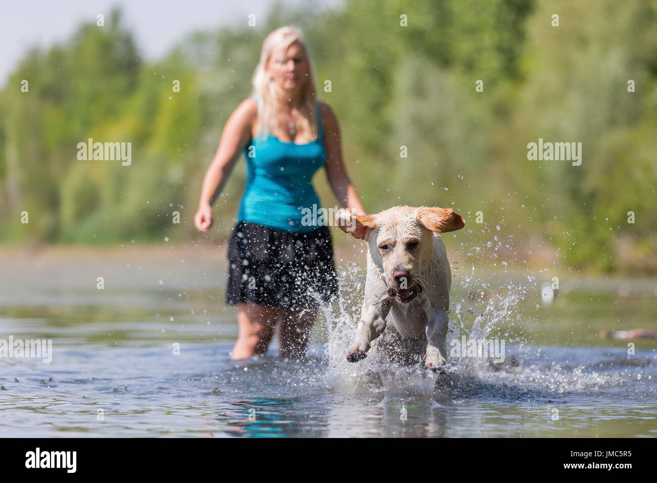 mature woman plays with a labrador retriever in the lake Stock Photo ...