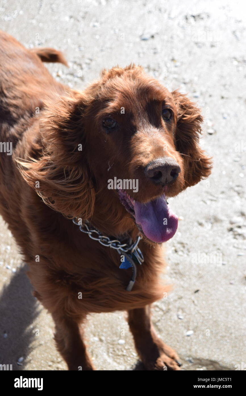 Happy Irish Setter Stock Photo - Alamy