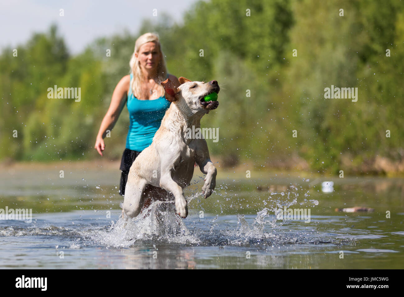 mature woman plays with a labrador retriever in the lake Stock Photo ...