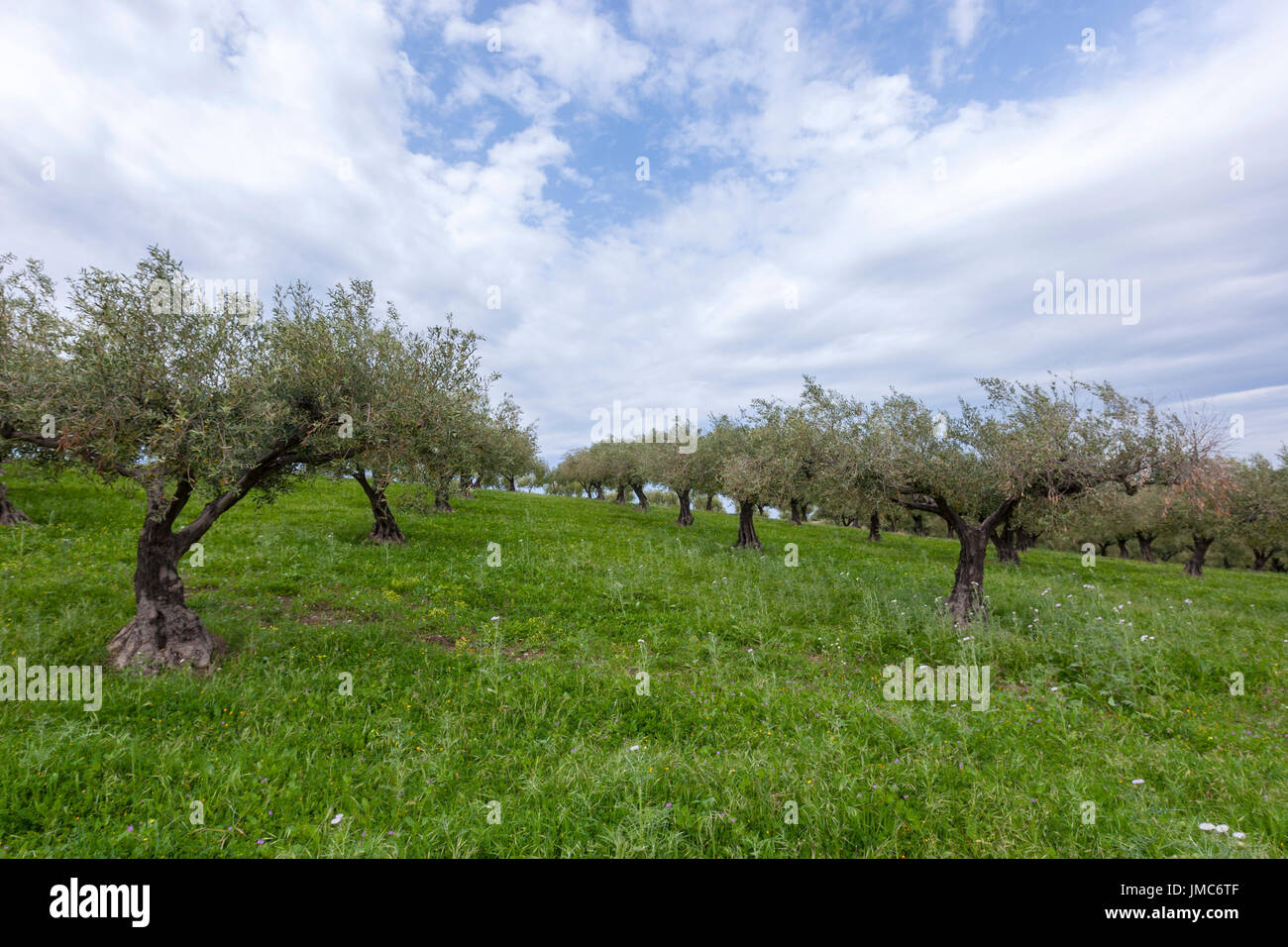 Olive trees in Sicily, Italy Stock Photo - Alamy