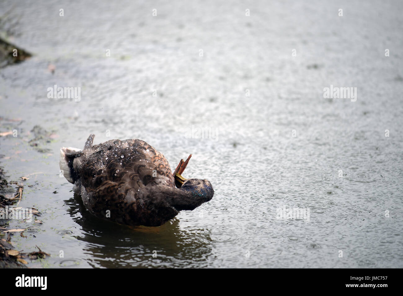 Busy wash duck body Stock Photo - Alamy