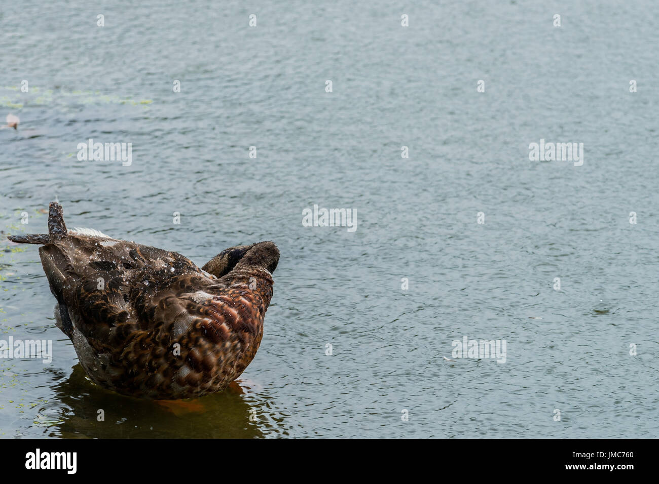 Busy wash duck body Stock Photo - Alamy