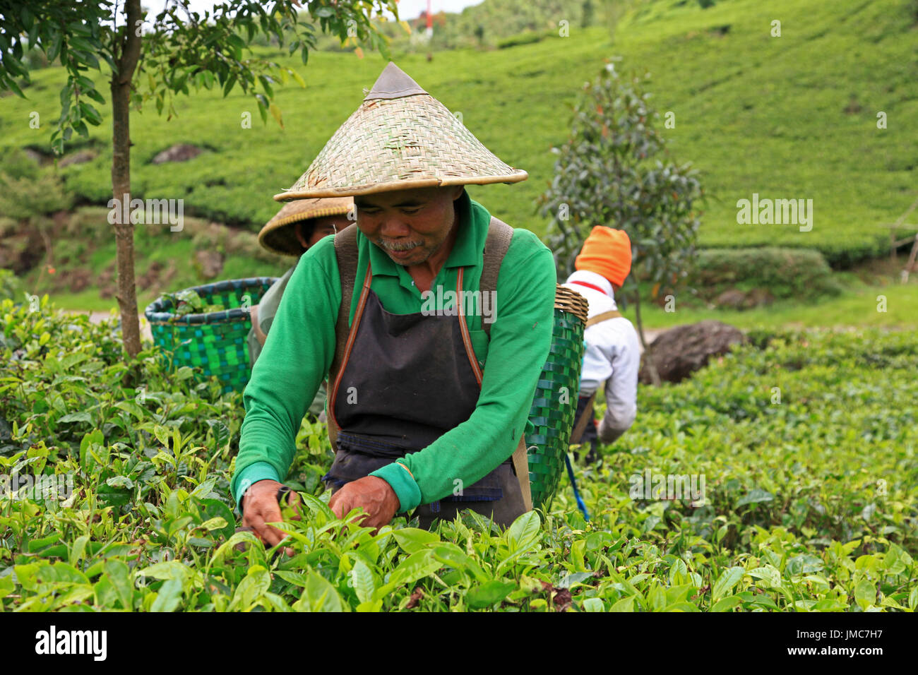 Indonesian Tea Pickers in a tea plantation in Ciwidey, West Java ...