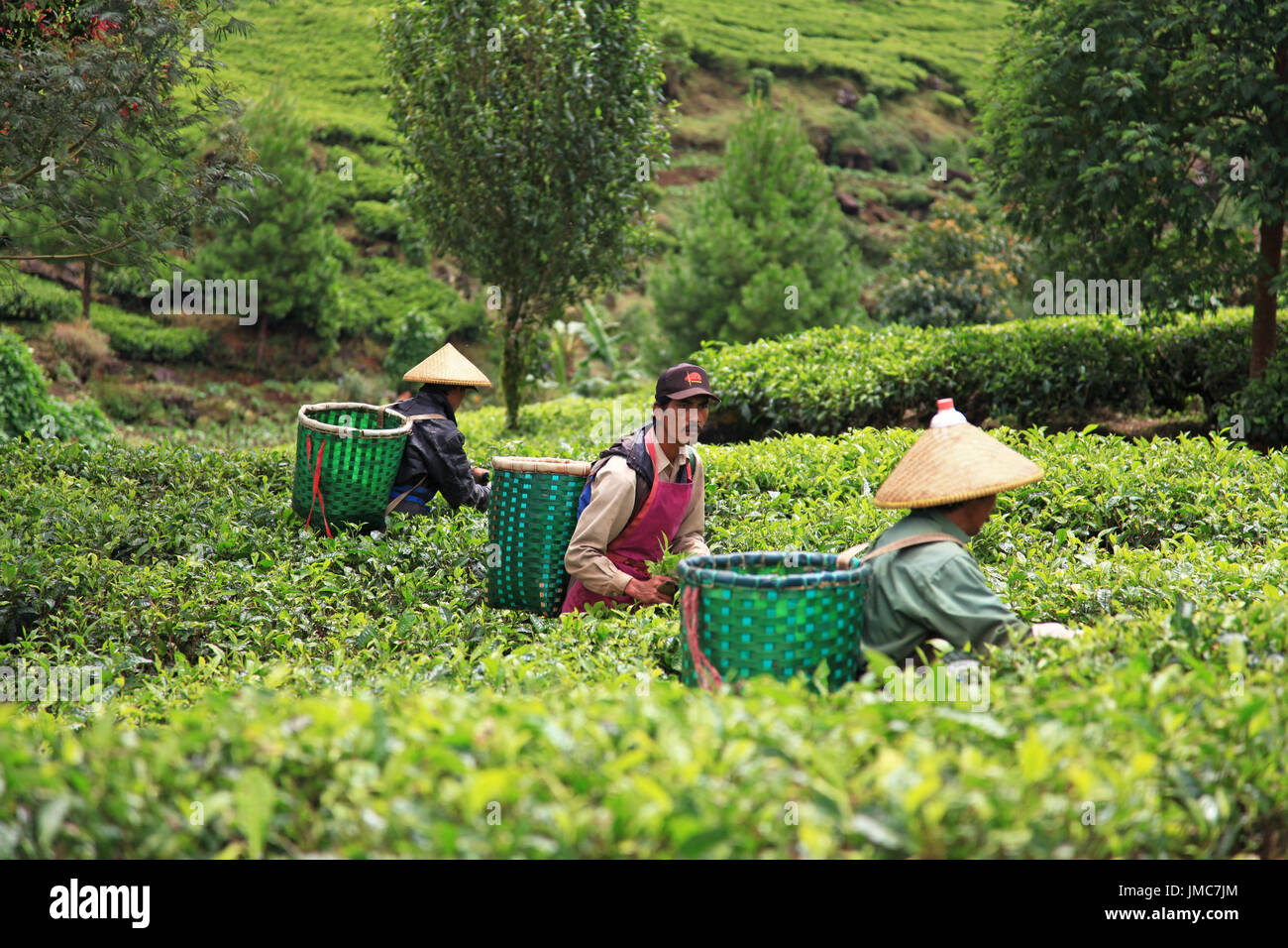 Indonesian Tea Pickers in a tea plantation in Ciwidey, West Java ...